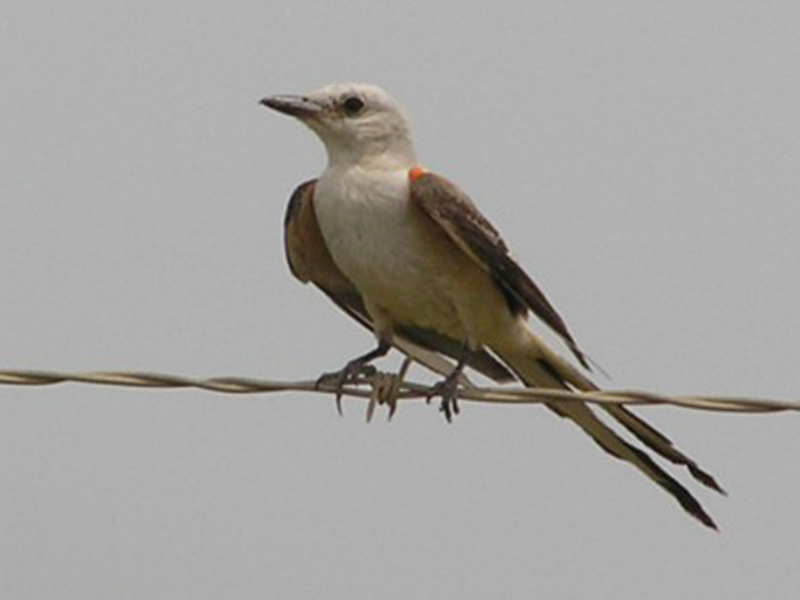 Dr. Grindstaff's Lab | Oklahoma State University
